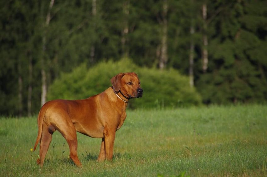 Fakta om Rhodesian ridgeback: den afrikanska lejonhunden – Vimeddjur.se